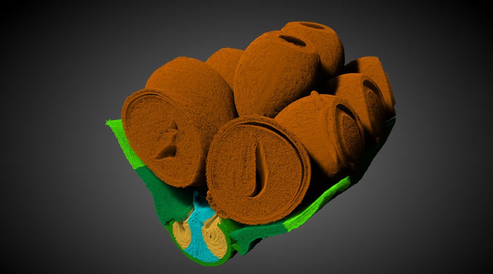 Violets help scientists build a 4D-printed catapult - Advanced Science News