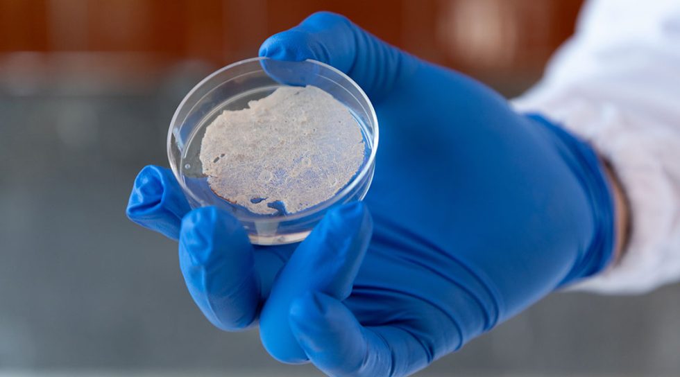 Plant-based scaffolds for lab-grown meat - Advanced Science News