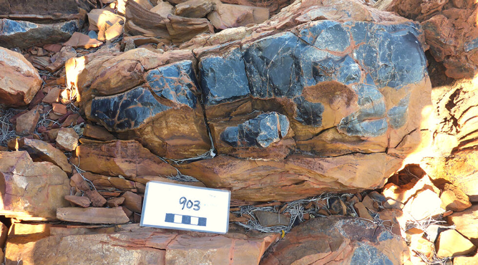 New fossil evidence provides insight into one of Earth’s largest ...