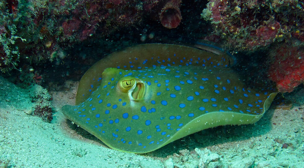 The colorful secret behind stingrays' electric blue spots - Advanced ...