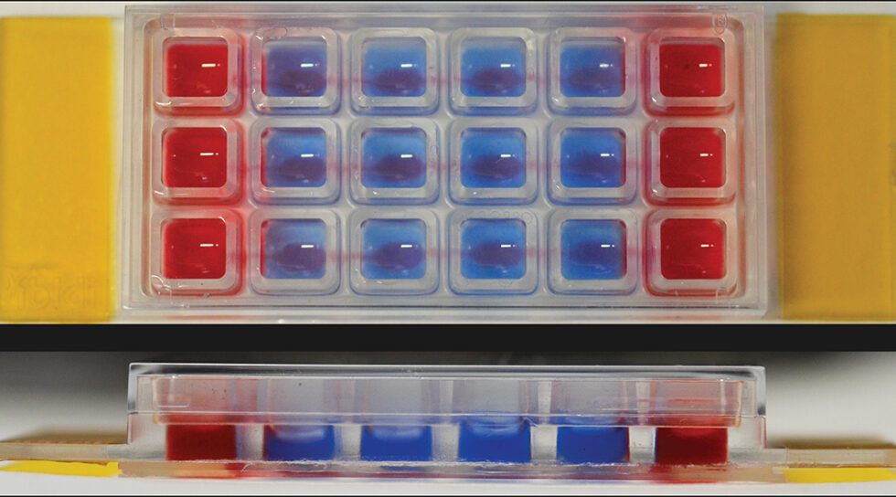 Gut-on-a-chip helps get to the bottom of inflammatory bowel disease ...