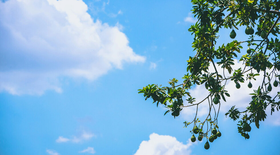 Avocado tree waste used to make sustainable food packaging - Advanced ...