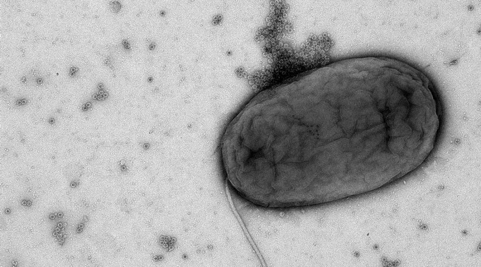 A bacteria-killing virus may be the solution to antibacterial surfaces ...