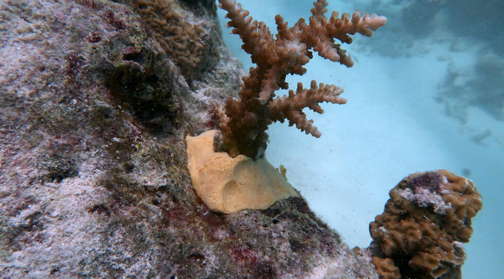 An eco-friendly putty made from vegetable oil boosts coral reef ...