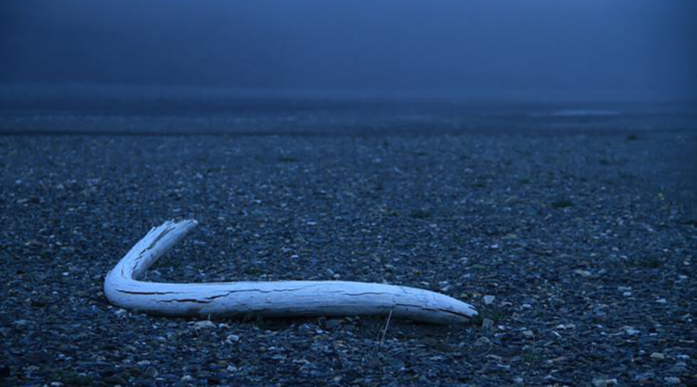 Woolly mammoths were inbred, but this didn't lead to population ...