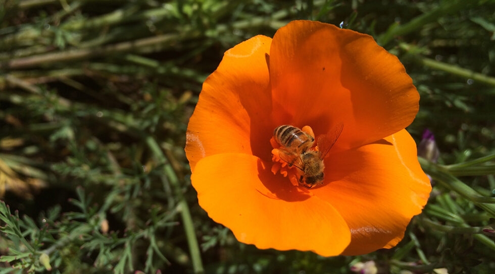 Honey bees boost crop pollination, but at a cost to wild bees ...