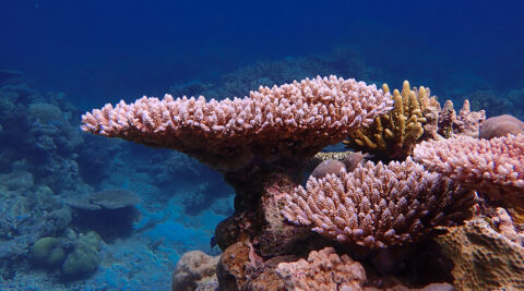 Can coral evolution keep pace with climate change? - Advanced Science News