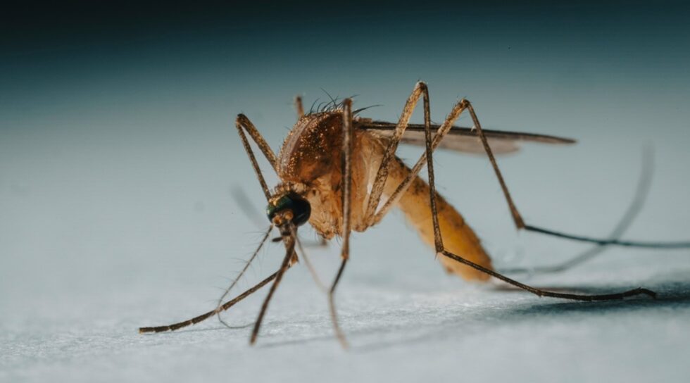 Researchers successfully freeze and revive Anopheles gambiae mosquito ...
