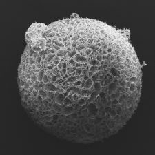 Team builds first living robots using frog stem cells - Advanced ...