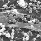 Team builds first living robots using frog stem cells - Advanced Science News