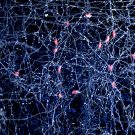 Team builds first living robots using frog stem cells - Advanced Science News