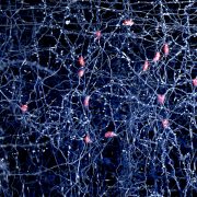 Team builds first living robots using frog stem cells - Advanced ...