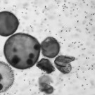 Team builds first living robots using frog stem cells - Advanced ...